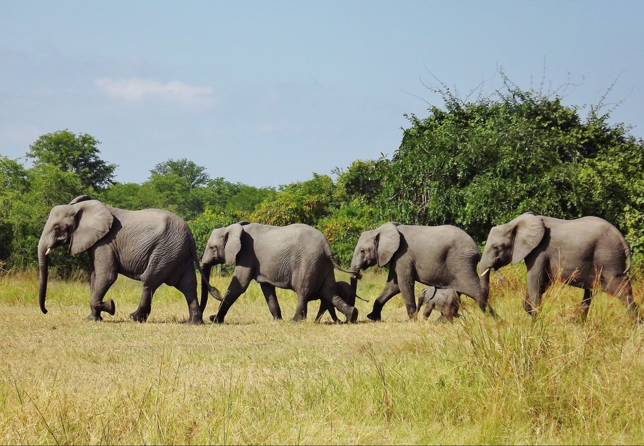 ODISHA ELEPHANT CENSUS INDICATES DECLINE IN TUSKER POACHING - India ...